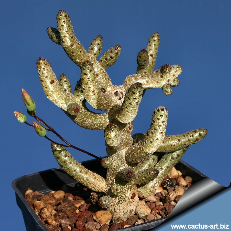 Tylecodon buchholzianus - Alchetron, the free social encyclopedia