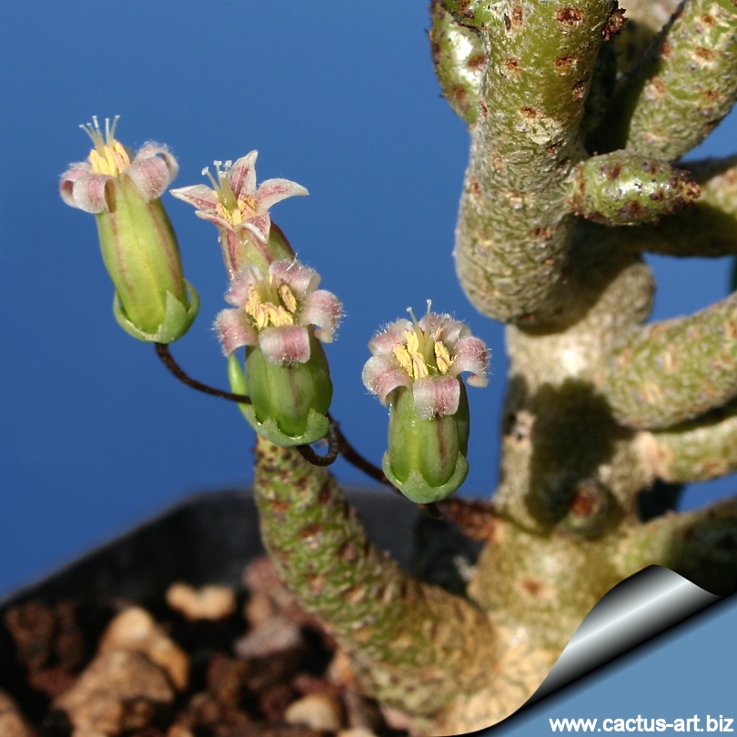 Tylecodon buchholzianus