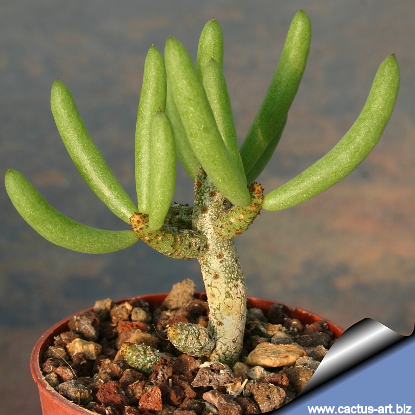 Tylecodon buchholzianus