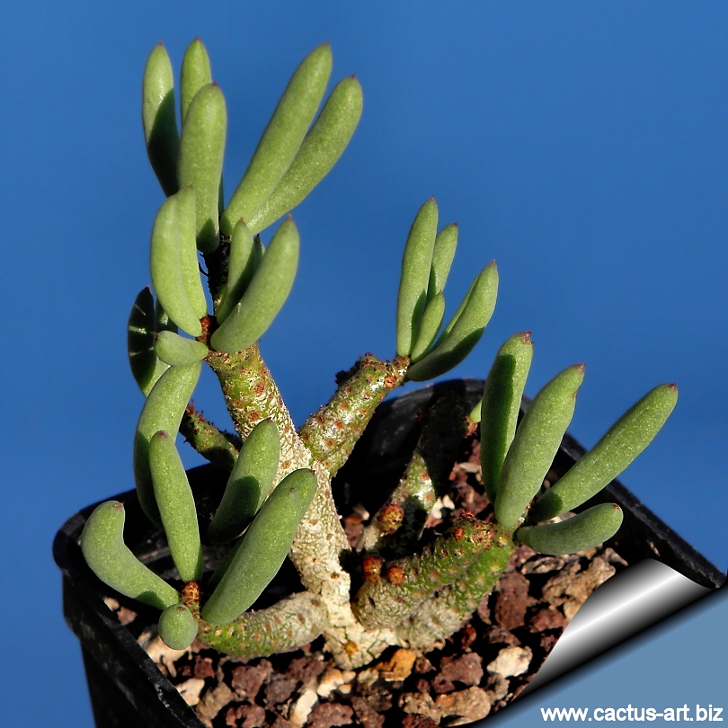 Tylecodon buchholzianus