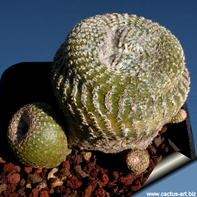 Yavia cryptocarpa